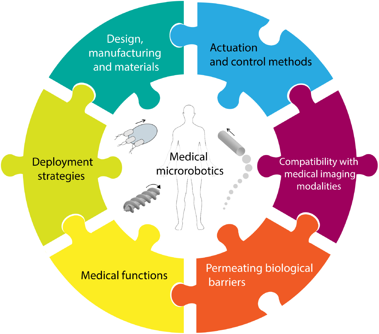 Translational prospects of untethered medical microrobots - IOPscience