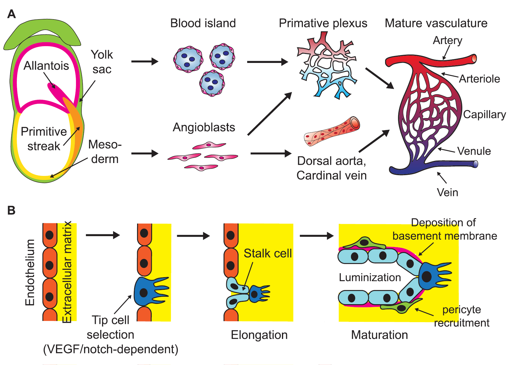 Vascularization in tissue engineering: fundamentals and state-of-art ...