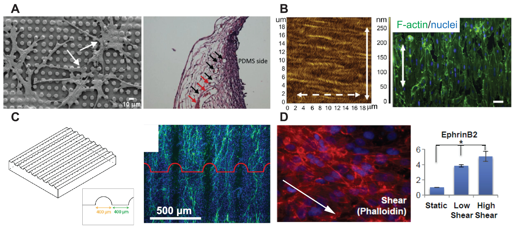 Vascularization in tissue engineering: fundamentals and state-of-art ...