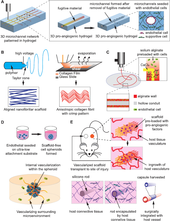 Vascularization in tissue engineering: fundamentals and state-of-art ...