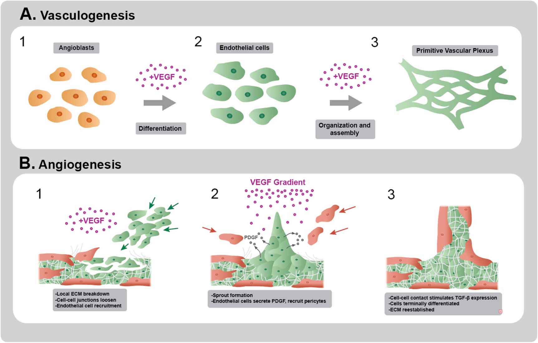 Hydrogel biomaterials to support and guide vascularization - IOPscience