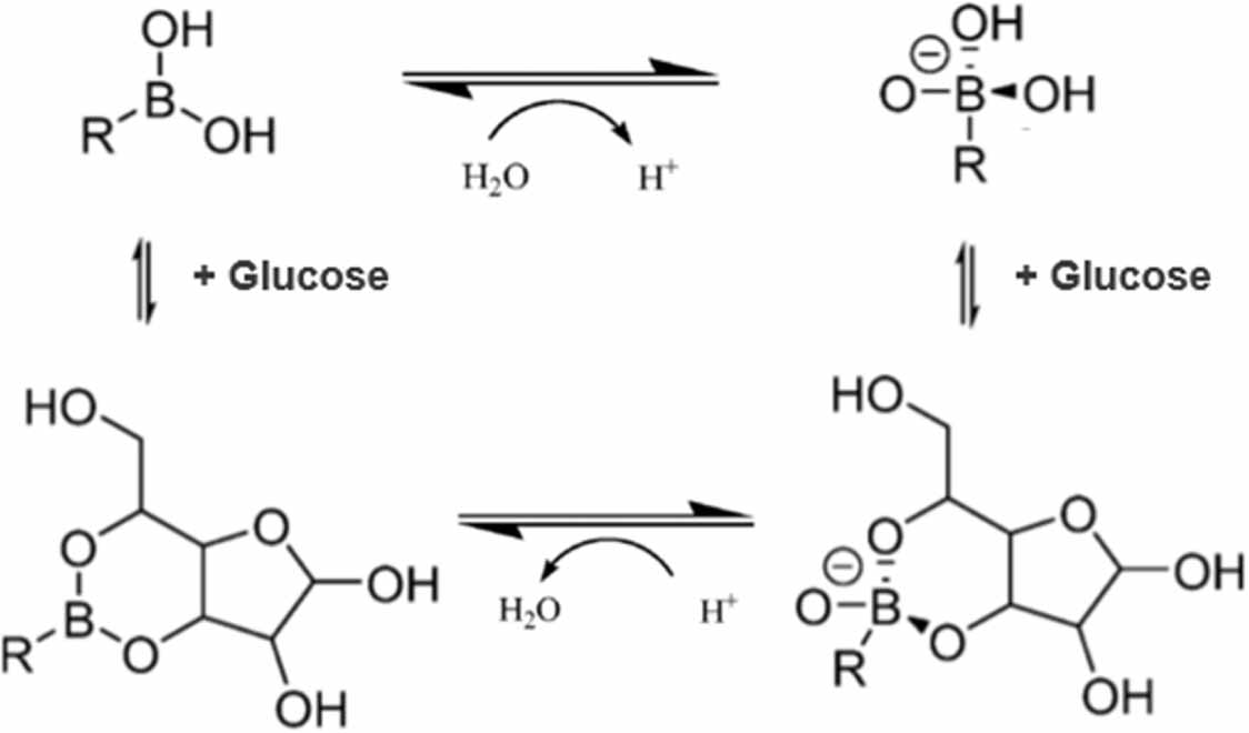 Optical sensors for continuous glucose monitoring - IOPscience