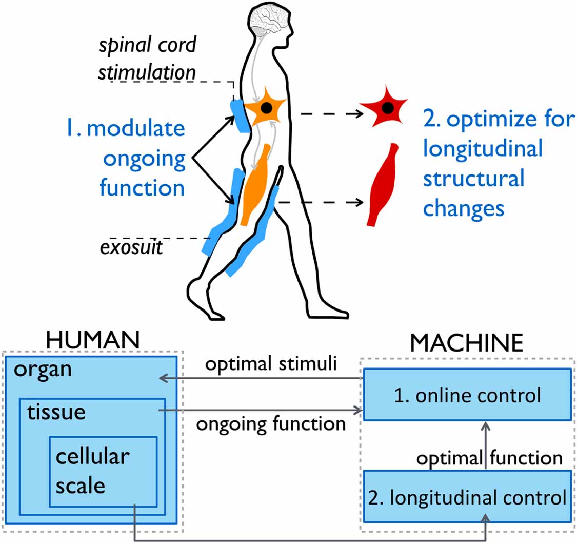 Closing the loop between wearable technology and human biology: a new ...