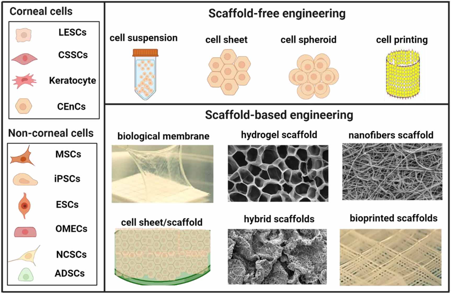Scaffold-free and scaffold-based cellular strategies and opportunities ...