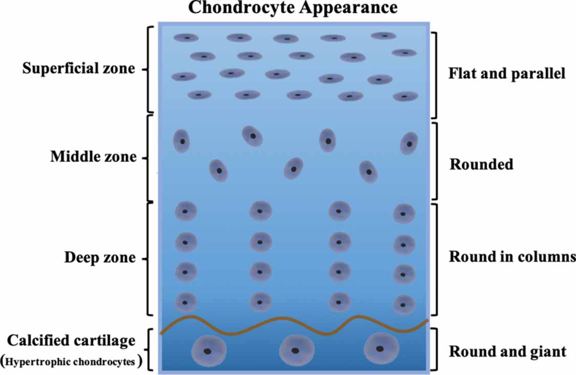 Advances on gradient scaffolds for osteochondral tissue engineering ...