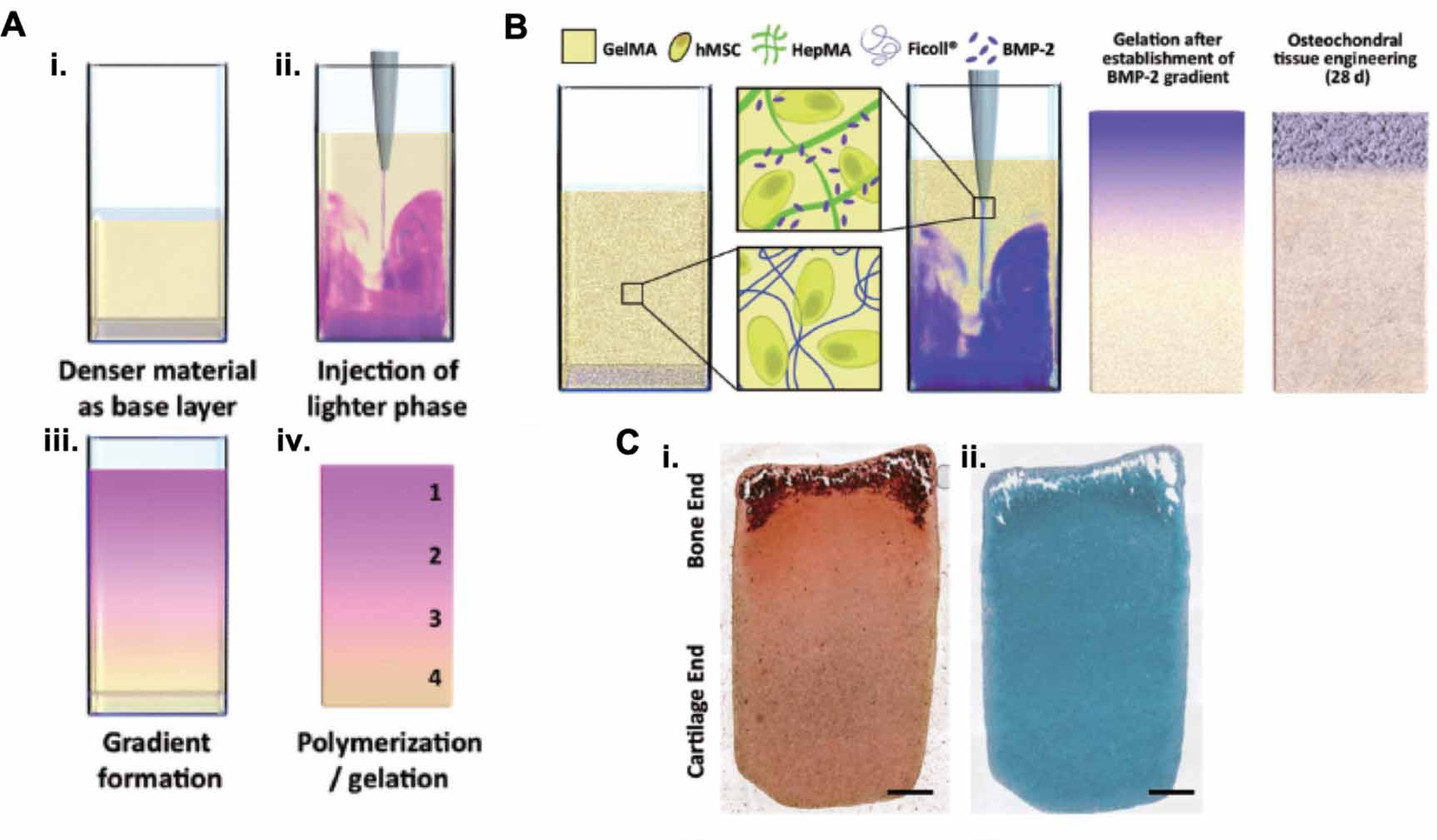Advances on gradient scaffolds for osteochondral tissue engineering ...