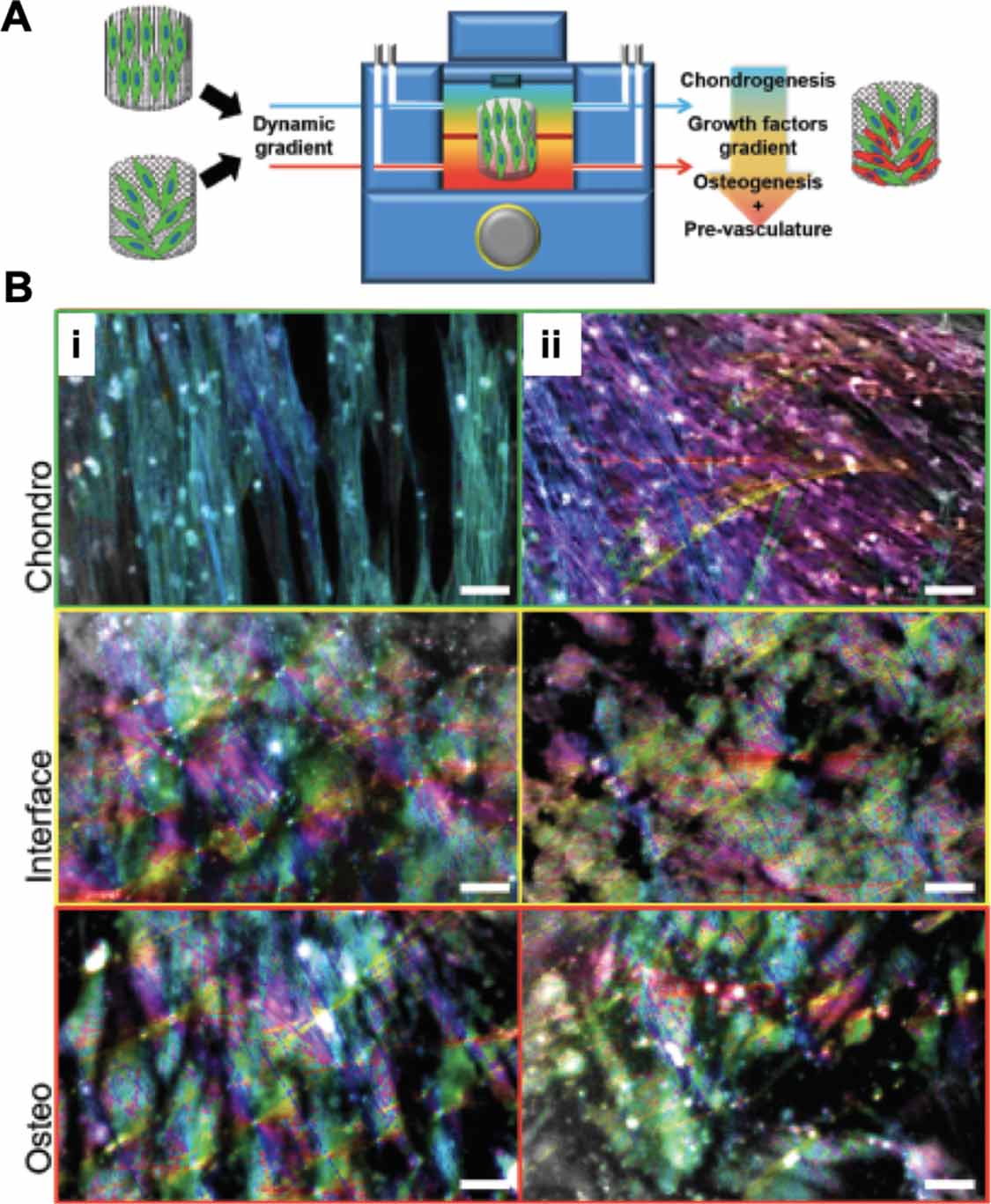 Advances on gradient scaffolds for osteochondral tissue engineering ...