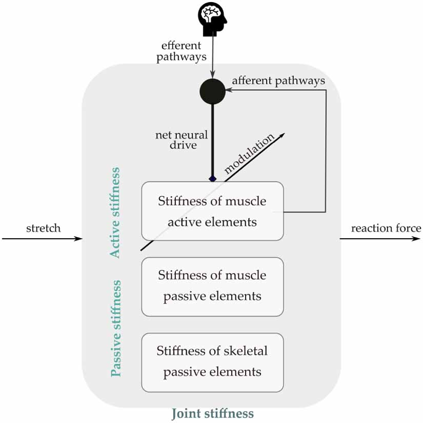 Unifying system identification and biomechanical formulations for the ...