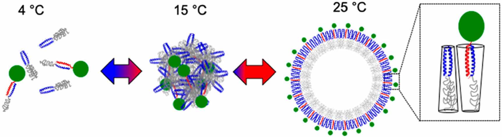 Protein based biomaterials for therapeutic and diagnostic applications ...