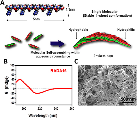 Protein based biomaterials for therapeutic and diagnostic applications ...