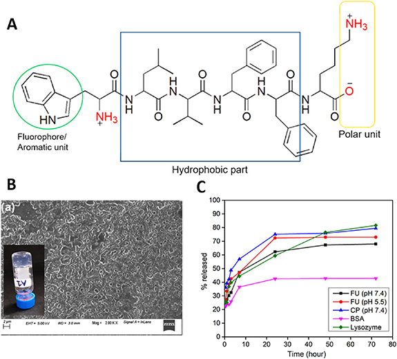 Protein based biomaterials for therapeutic and diagnostic applications ...