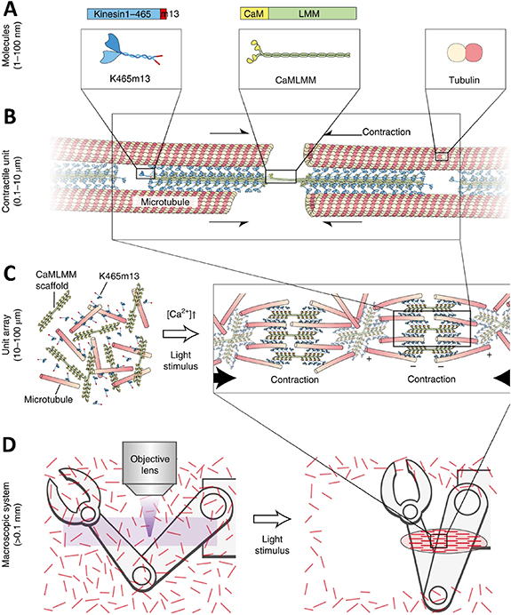 Protein based biomaterials for therapeutic and diagnostic applications ...
