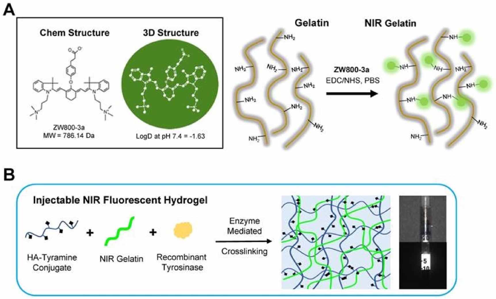 Protein based biomaterials for therapeutic and diagnostic applications ...