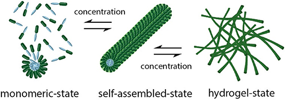 Protein based biomaterials for therapeutic and diagnostic applications ...