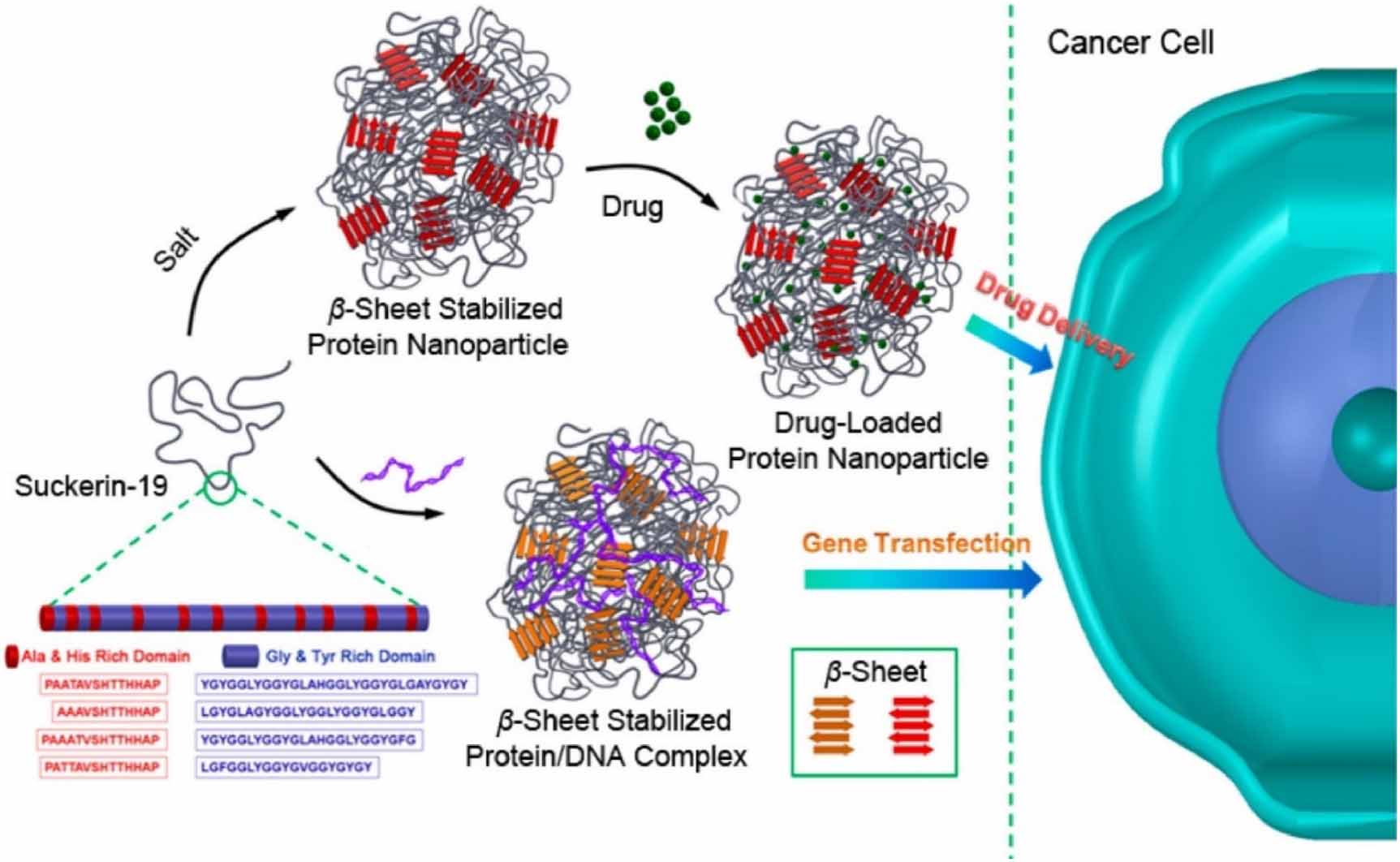Protein based biomaterials for therapeutic and diagnostic applications ...