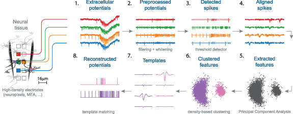Spike sorting: new trends and challenges of the era of high-density ...
