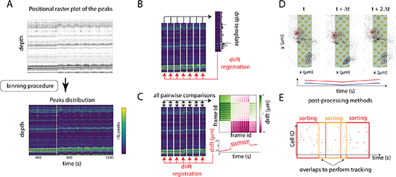 Spike sorting: new trends and challenges of the era of high-density ...