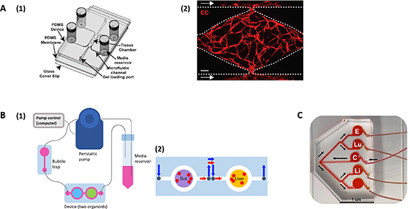 Cancer-on-chip technology: current applications in major cancer types ...