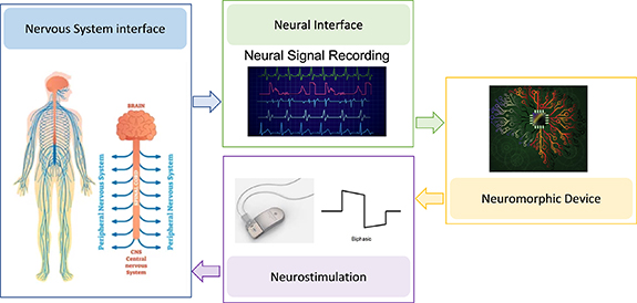Neuromorphic bioelectronic medicine for nervous system interfaces: from neural computational ...
