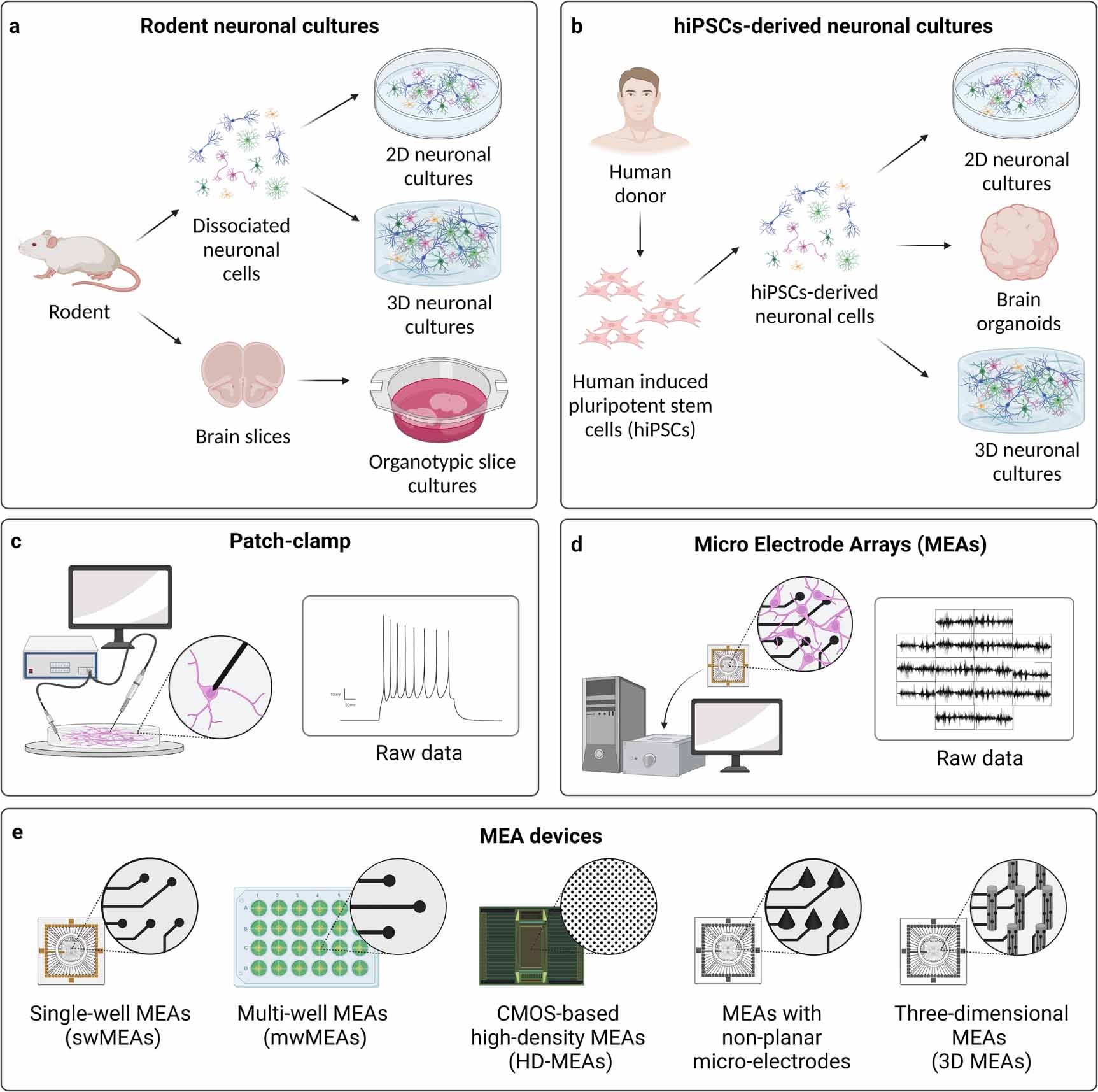 The potential of in vitro neuronal networks cultured on micro electrode ...