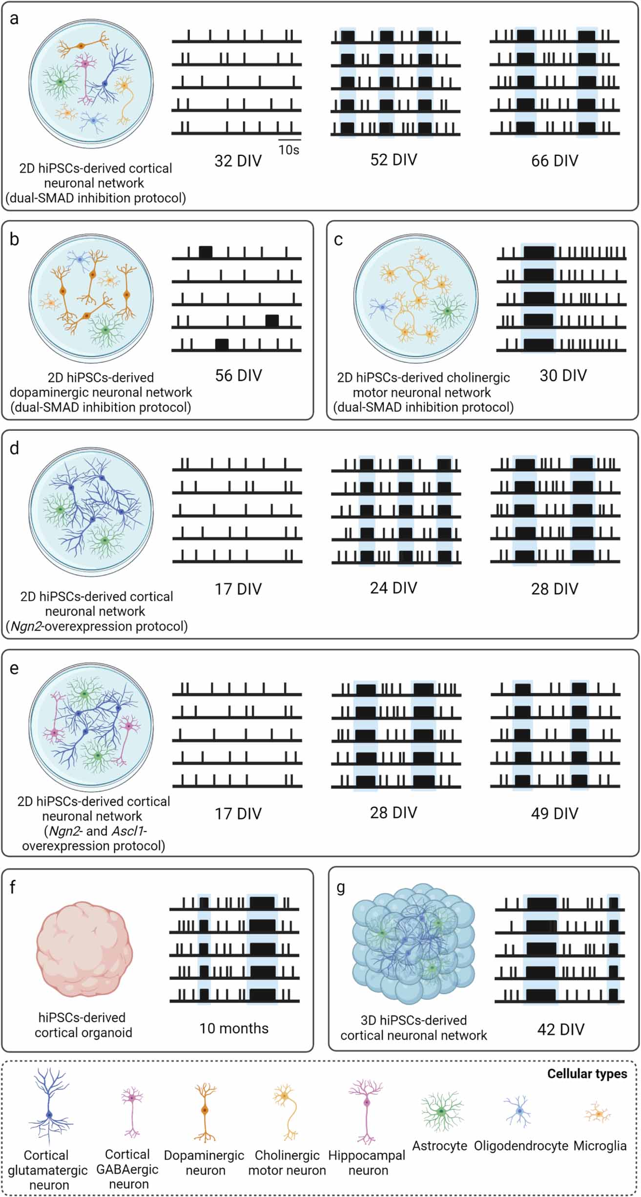The potential of in vitro neuronal networks cultured on micro electrode ...