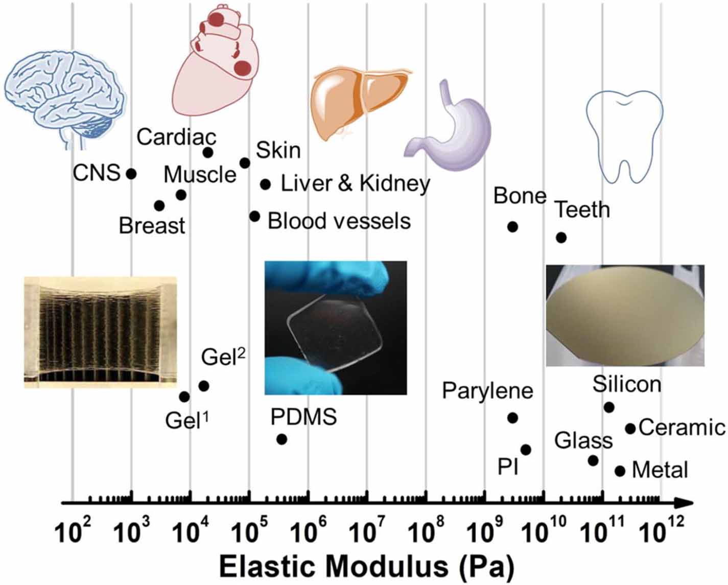 Imaging skins: stretchable and conformable on-organ beta particle ...
