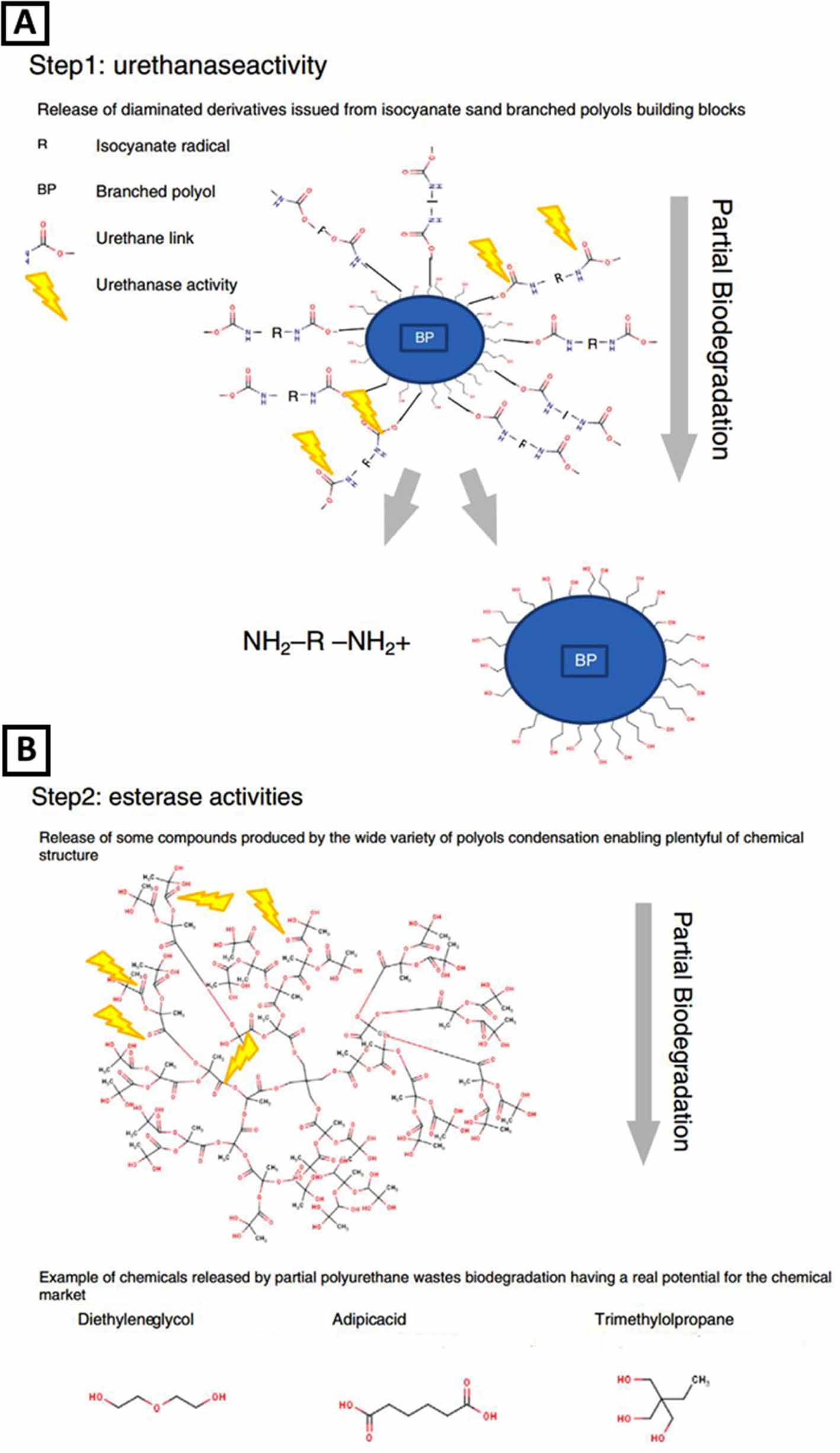 Updates on polyurethane and its multifunctional applications in ...