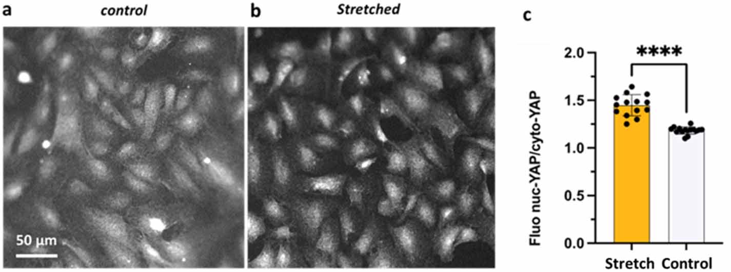 Cell stretching devices integrated with live cell imaging: a powerful ...