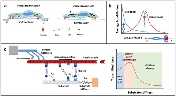 Cell stretching devices integrated with live cell imaging: a powerful ...
