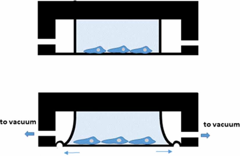 Cell stretching devices integrated with live cell imaging: a powerful ...