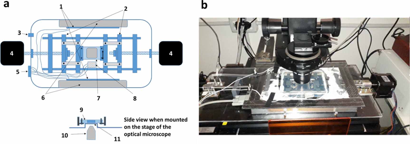 Cell stretching devices integrated with live cell imaging: a powerful ...