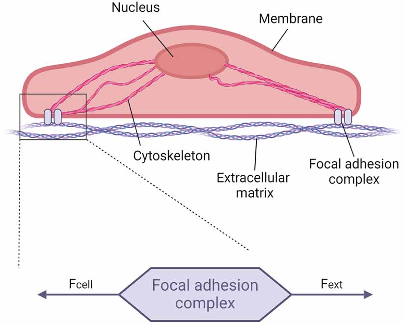 Dynamic mechanical cell actuation techniques: a comprehensive ...