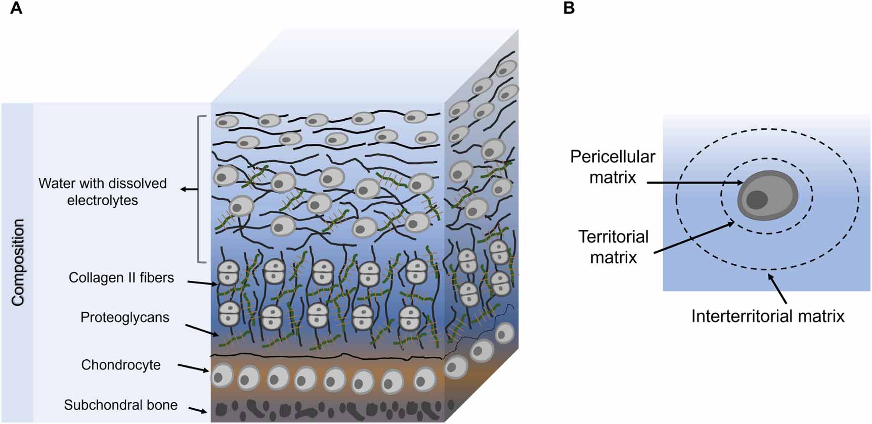 A guide to articular cartilage functioning: a comprehensive review ...