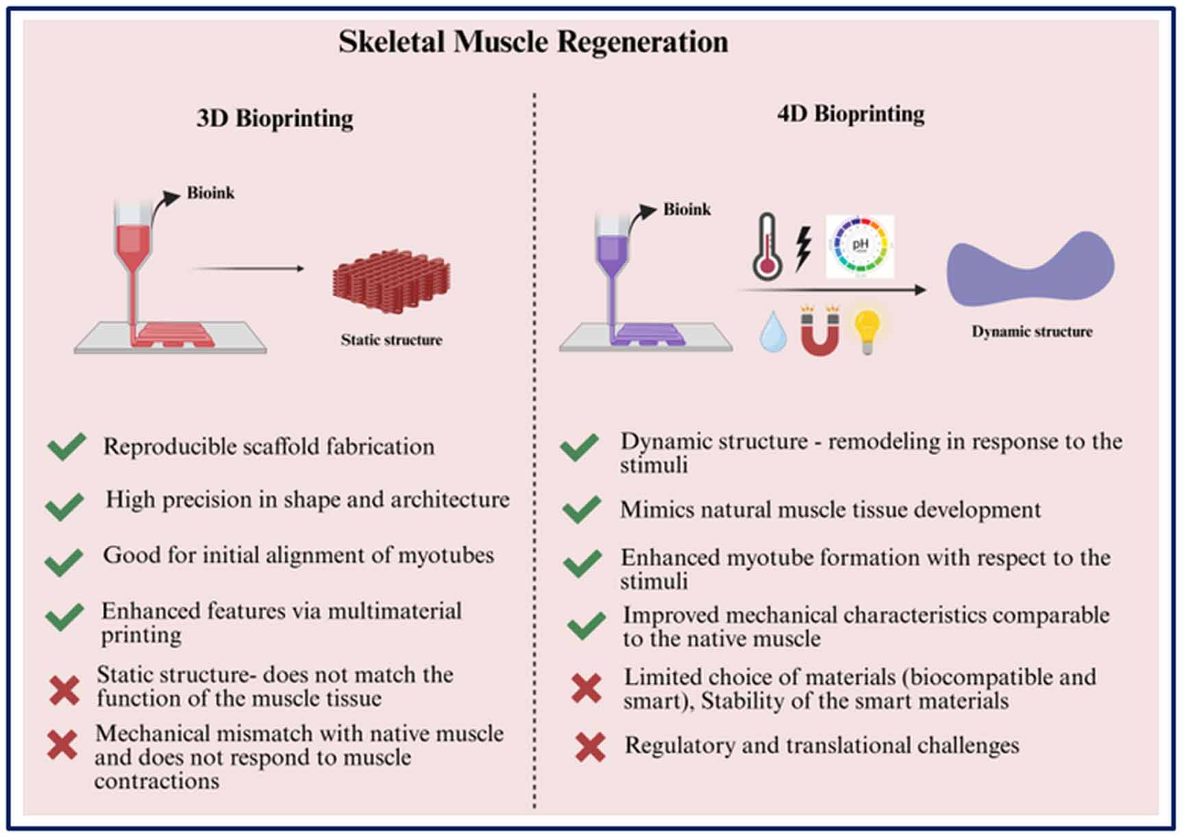 Progress in skeletal muscle tissue engineering: advancing from 3D to 4D ...