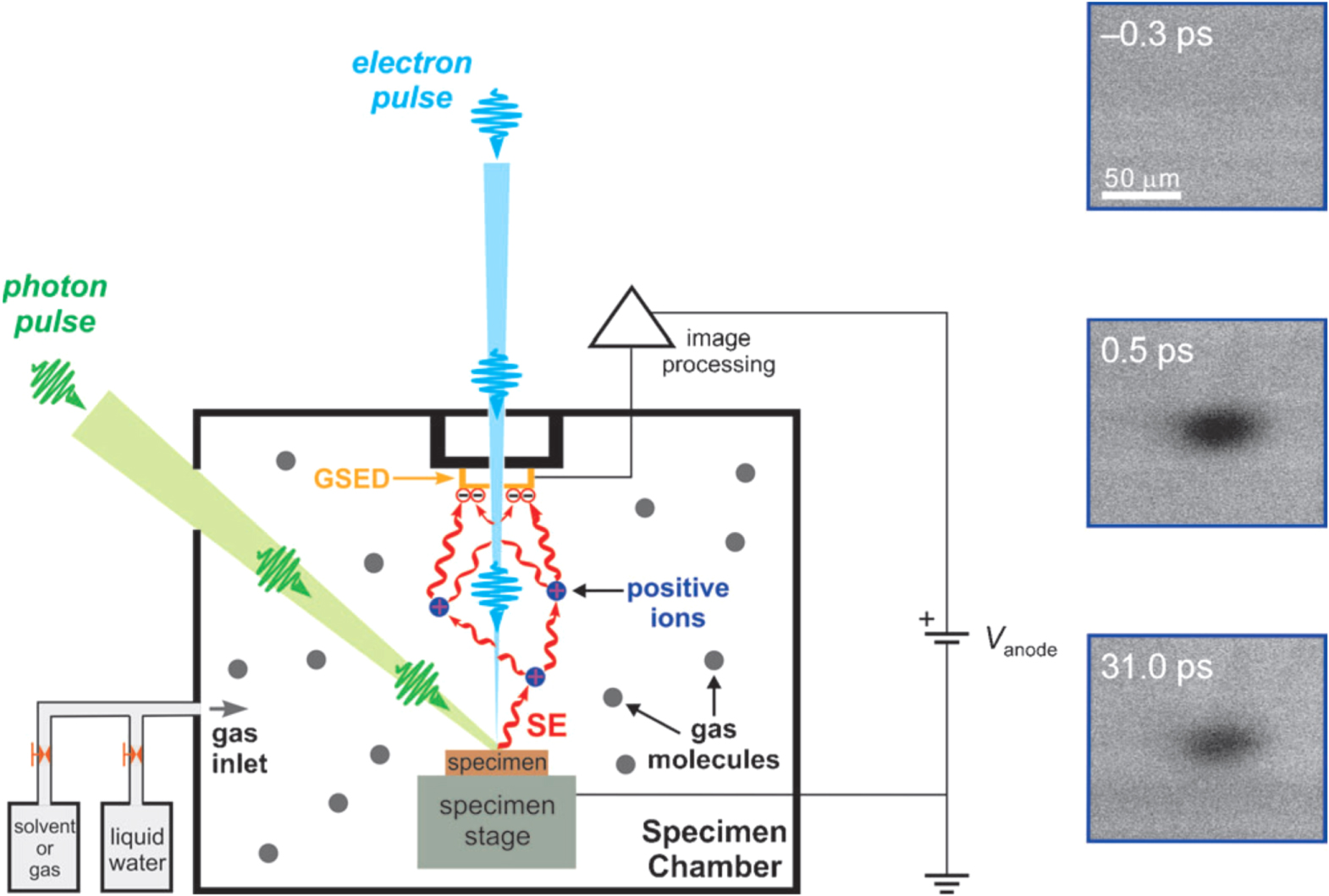 Ultrafast dynamics observation during femtosecond laser-material ...