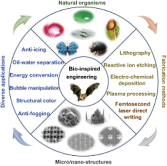 Bioinspired micro/nanostructured surfaces prepared by femtosecond laser ...