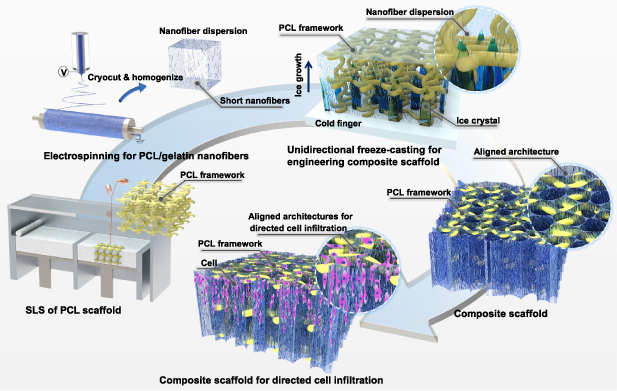 Embedding aligned nanofibrous architectures within 3D-printed polycaprolactone scaffolds for ...