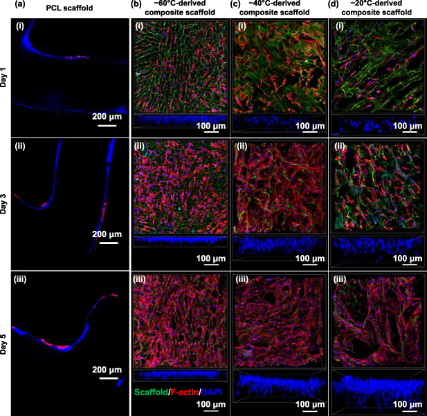 Embedding aligned nanofibrous architectures within 3D-printed polycaprolactone scaffolds for ...