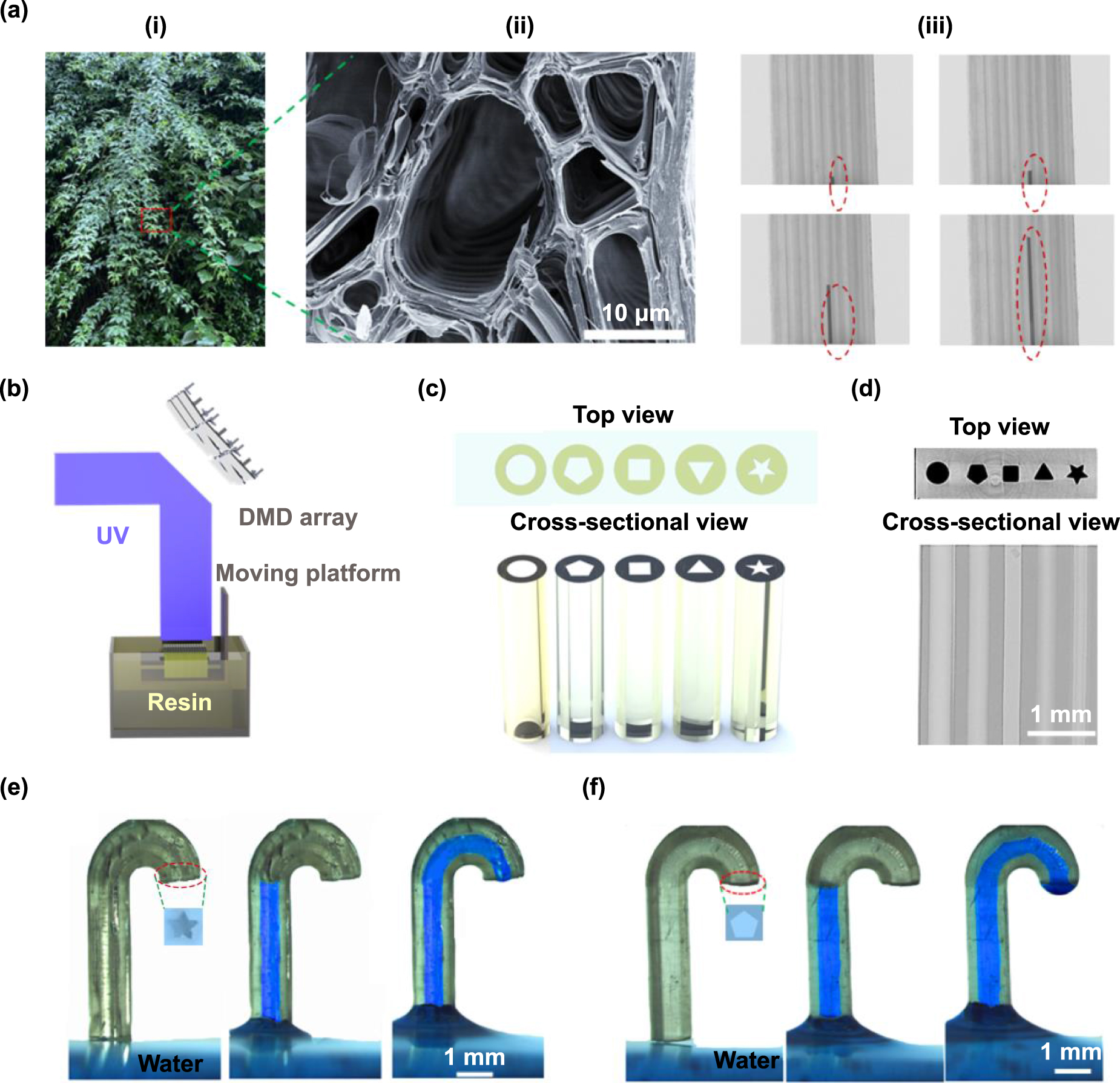 Bionic microchannels for step lifting transpiration - IOPscience