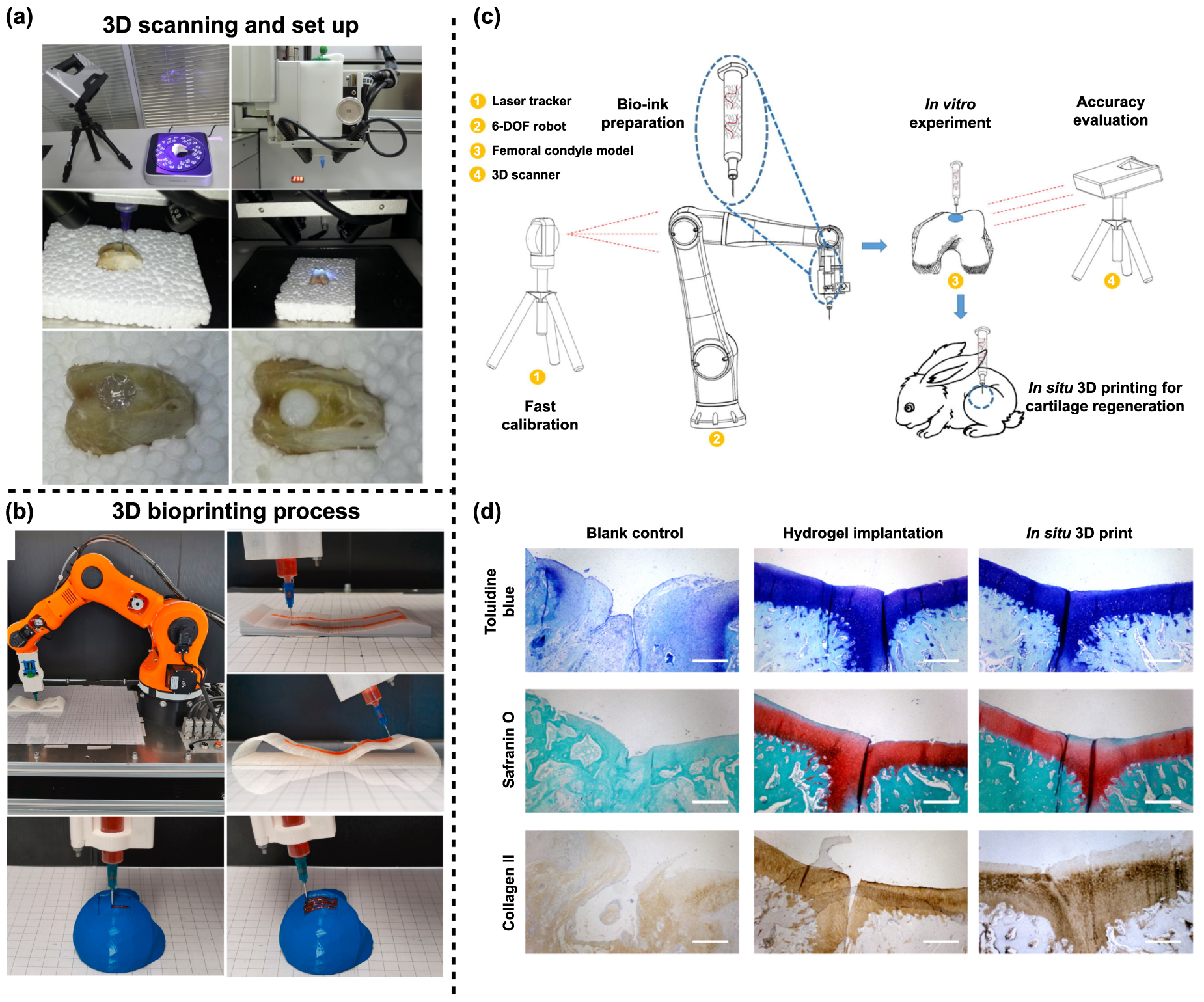 Robotic in situ bioprinting for cartilage tissue engineering - IOPscience
