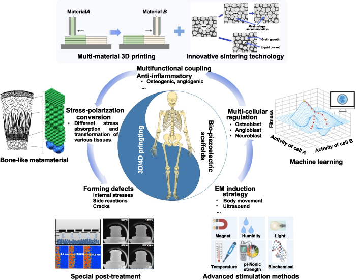 3D/4D printed bio-piezoelectric smart scaffolds for next-generation bone tissue engineering ...