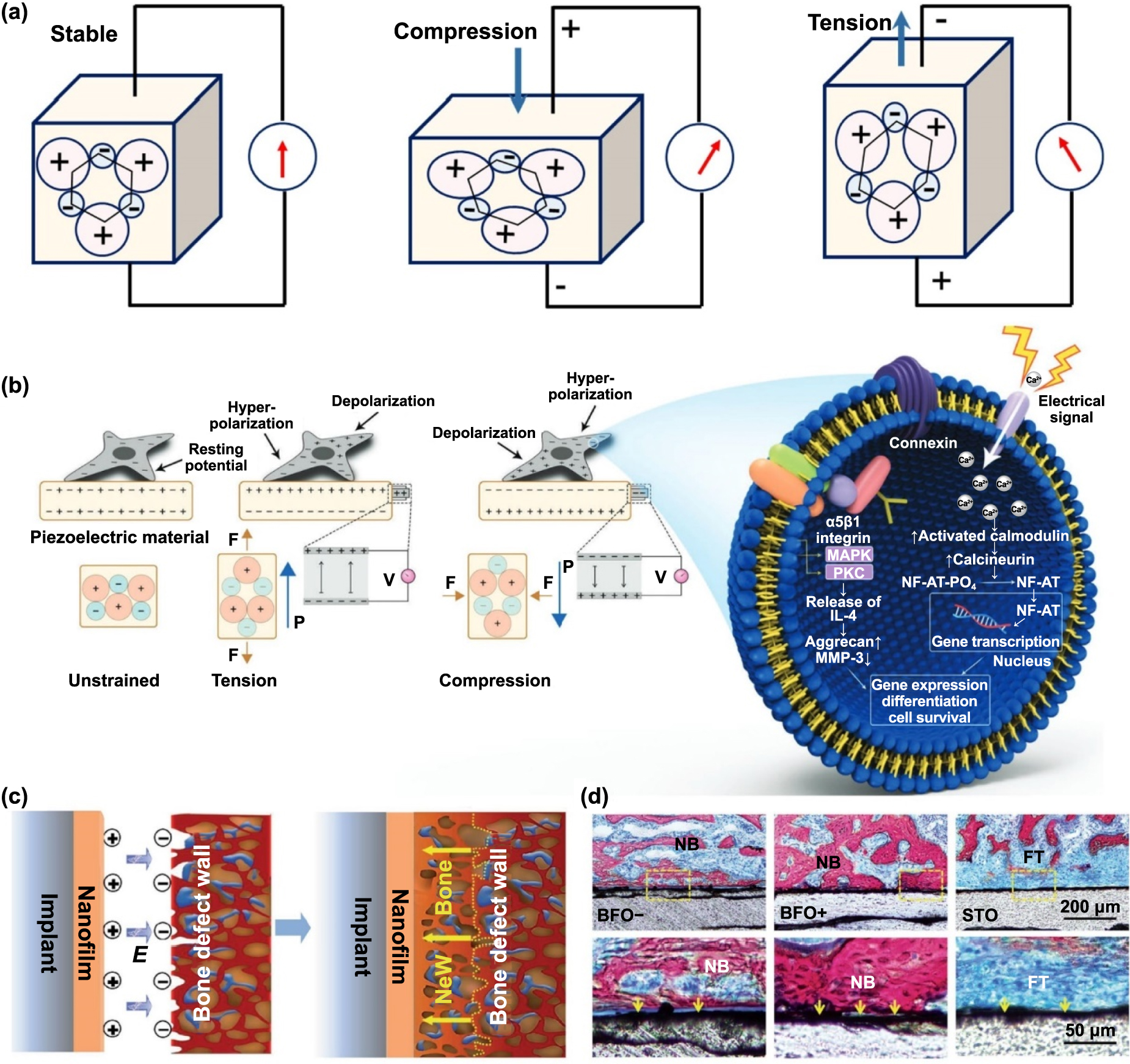 3D/4D printed bio-piezoelectric smart scaffolds for next-generation ...