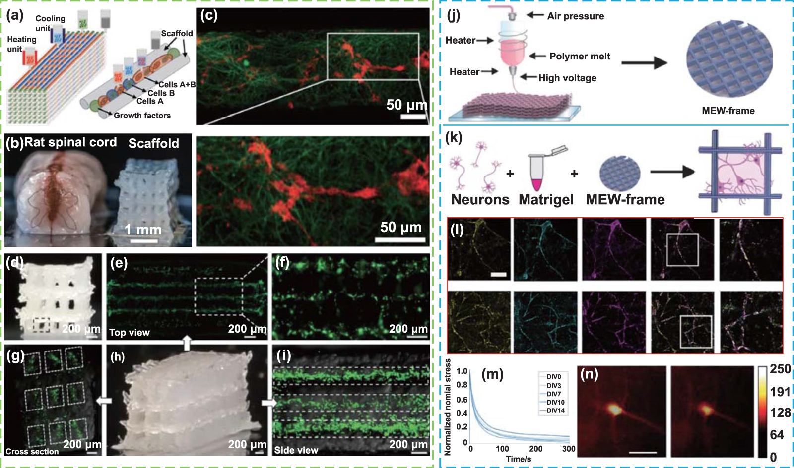 Advances in 3D printing scaffolds for peripheral nerve and spinal cord ...