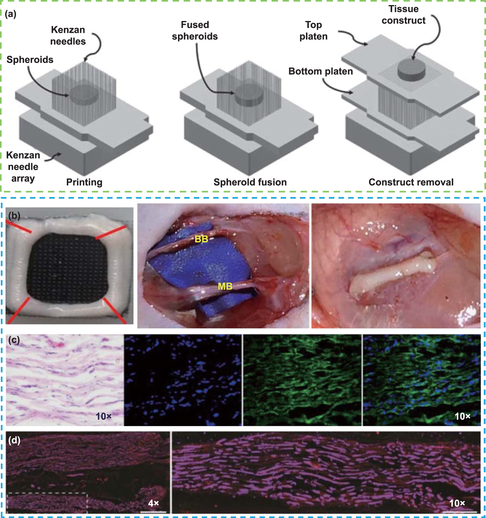 Advances in 3D printing scaffolds for peripheral nerve and spinal cord ...