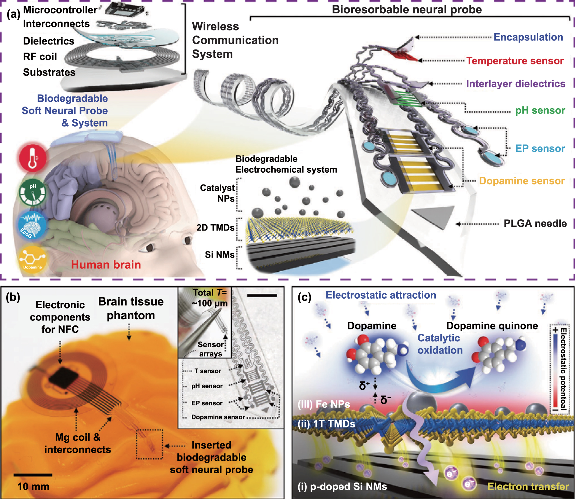 Additive manufacturing of promising heterostructure for biomedical ...