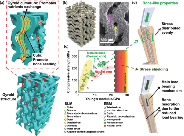 Additive manufacturing of promising heterostructure for biomedical ...