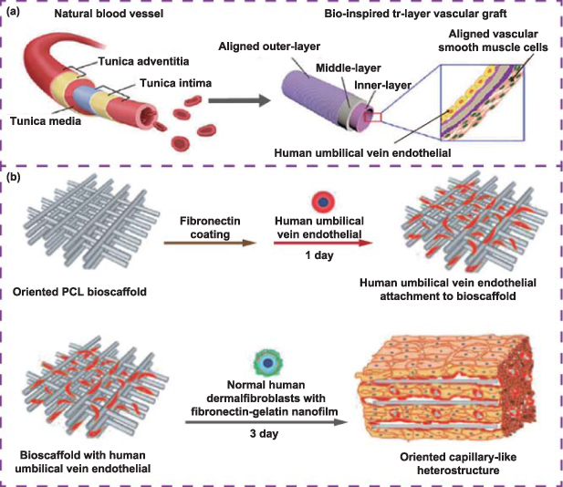Additive manufacturing of promising heterostructure for biomedical ...