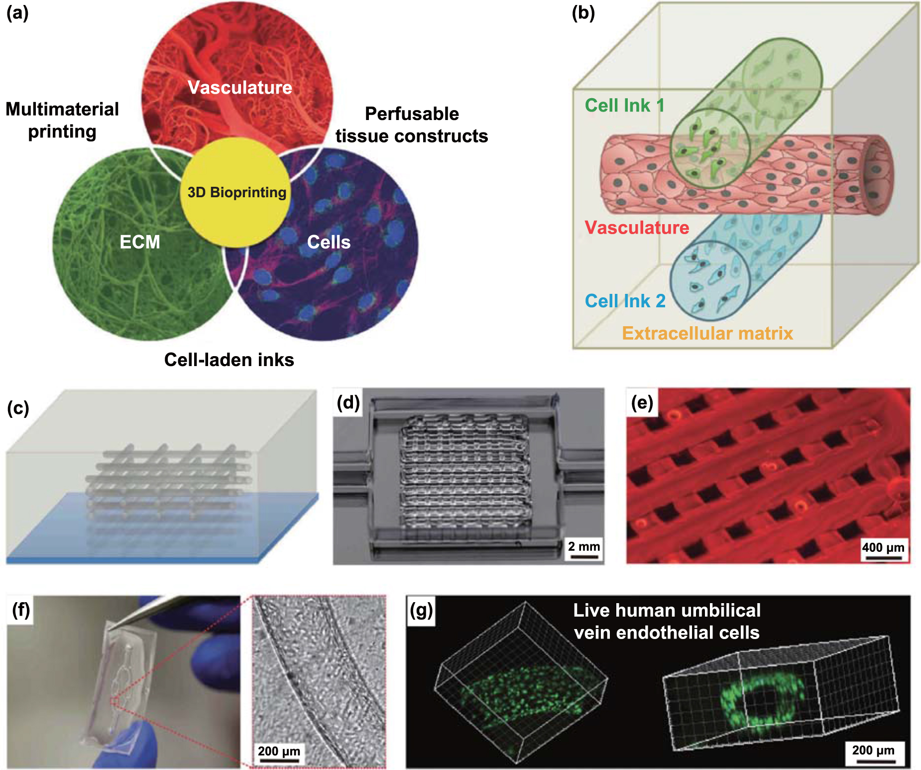 Additive manufacturing of promising heterostructure for biomedical ...