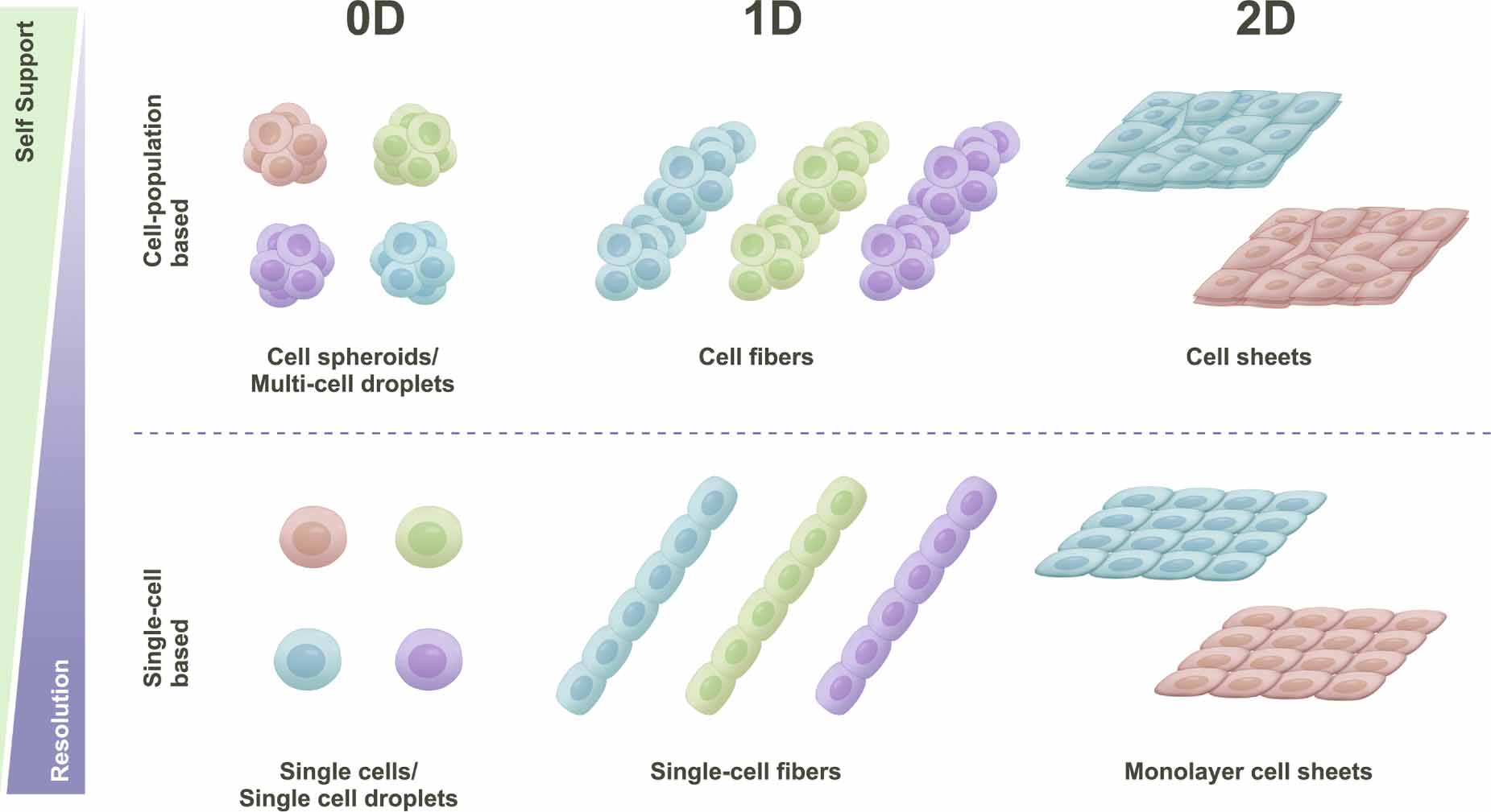 Biofabrication strategies with single-cell resolution: a review ...
