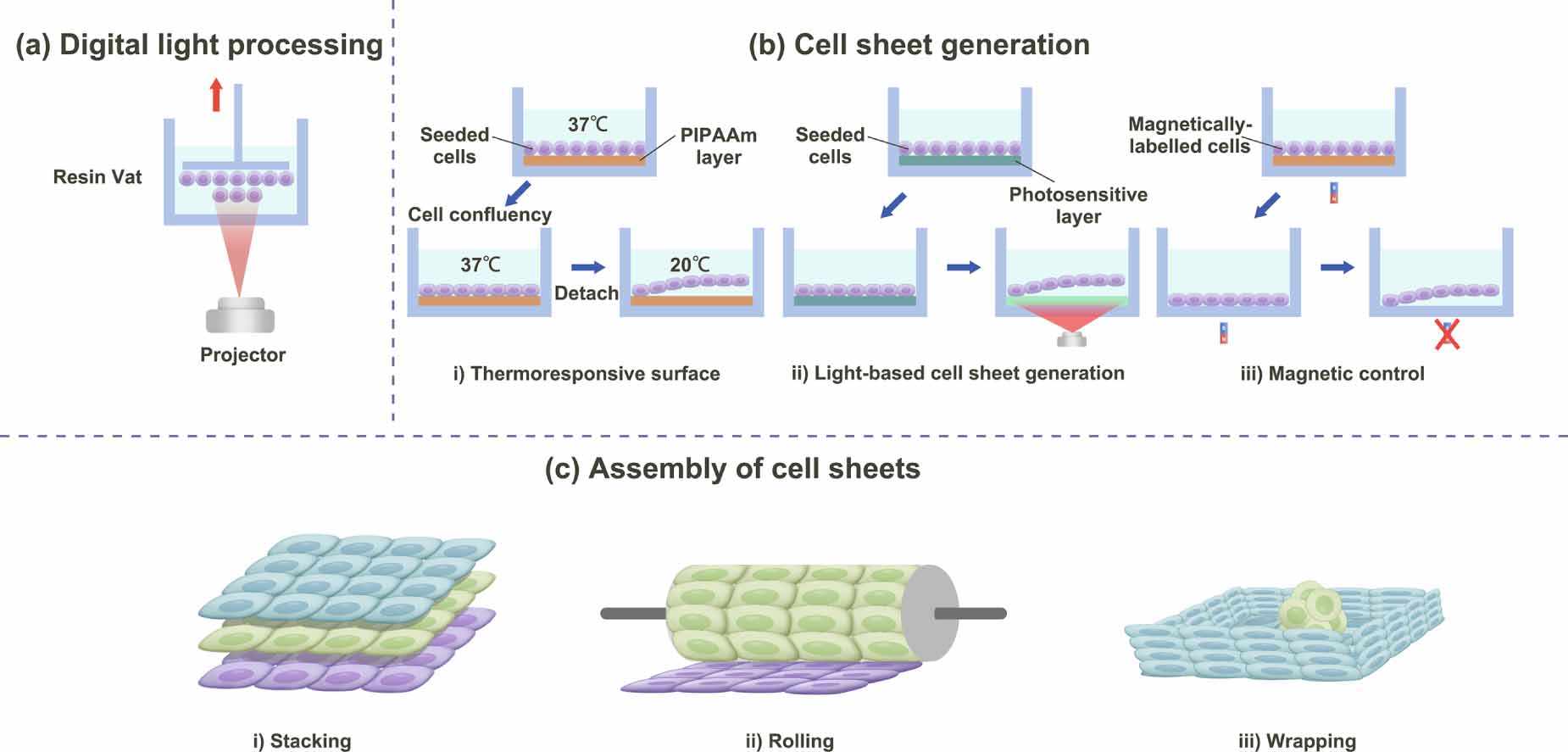 Biofabrication strategies with single-cell resolution: a review ...